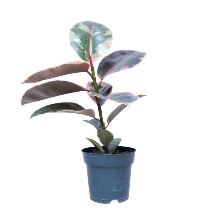 Ficus Elastica Belize – Gulf Palms