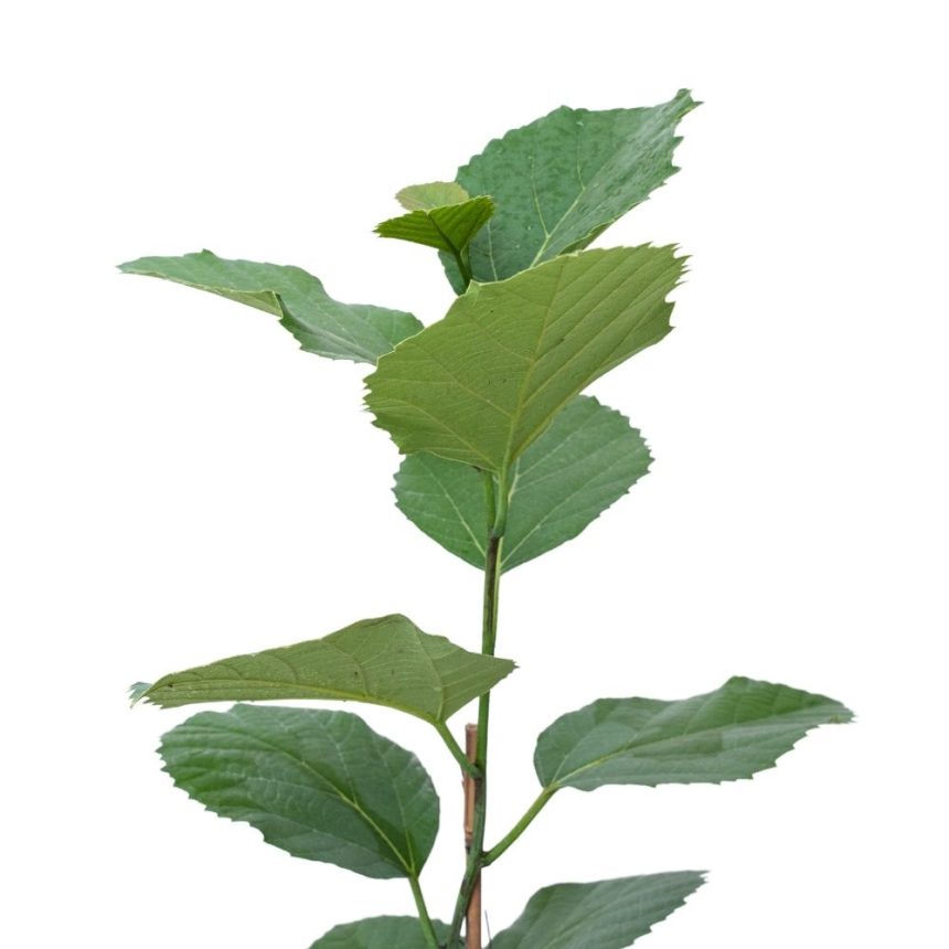 Fruits Trees – Gulf Palms