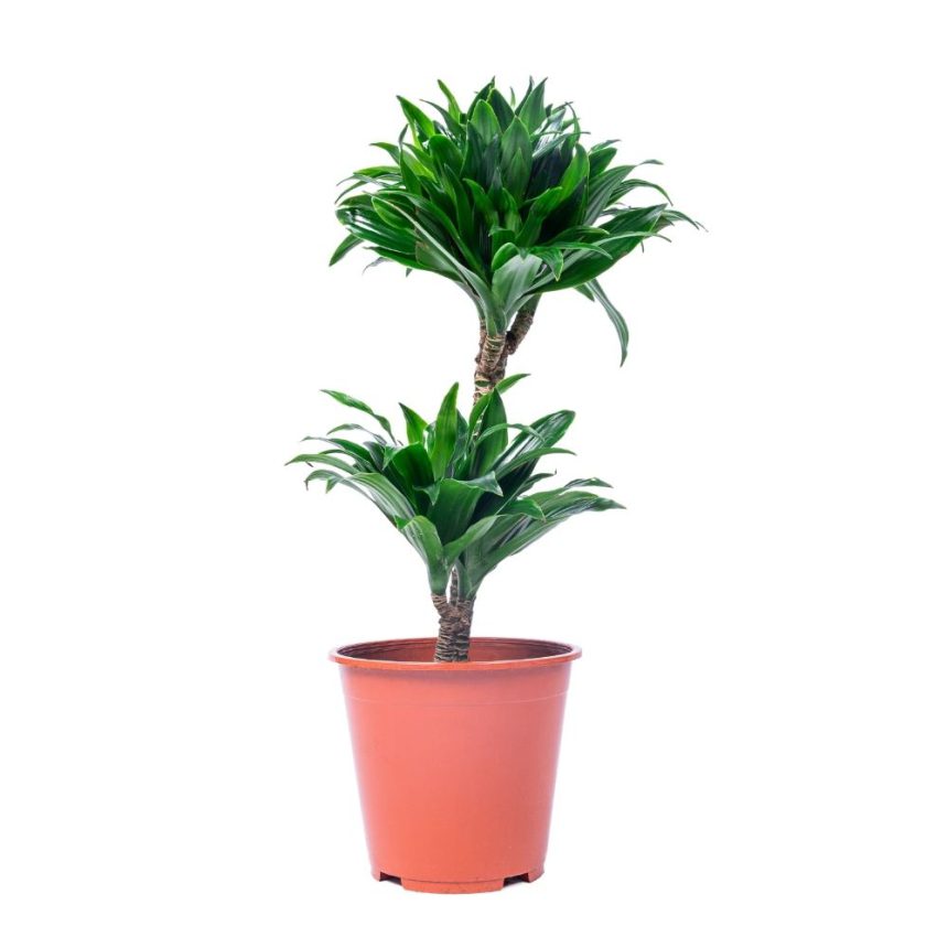 Fruits Trees – Gulf Palms