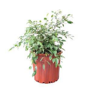 Gulf Palms – The OG of Agriculture