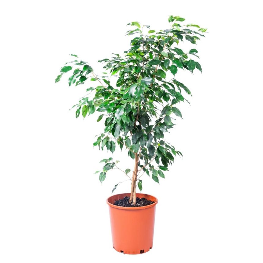 Ficus Benjamina “Golden King” – Gulf Palms