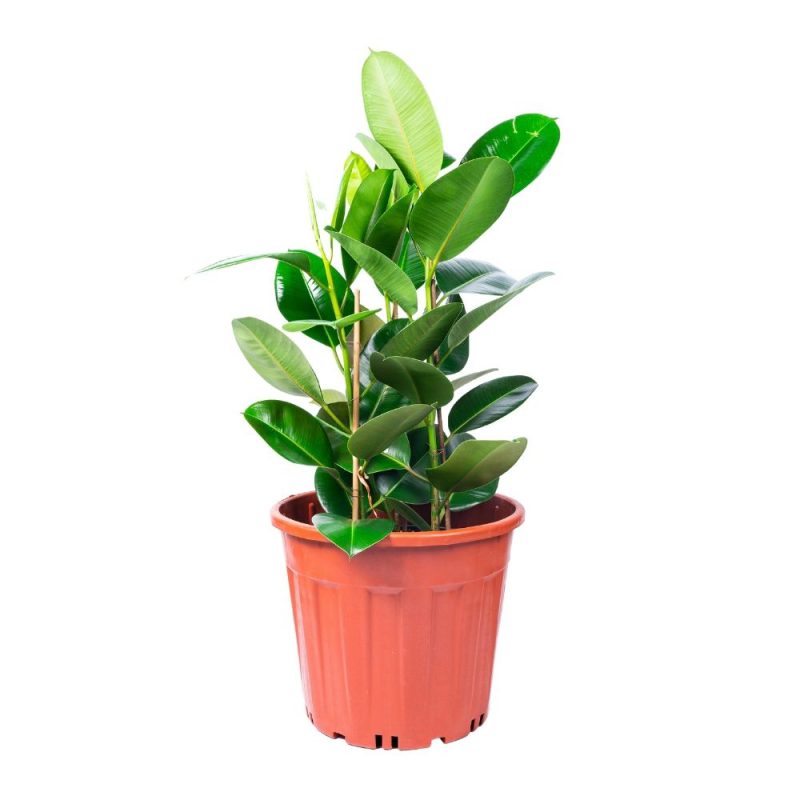 Ficus Elastica Robusta – Gulf Palms