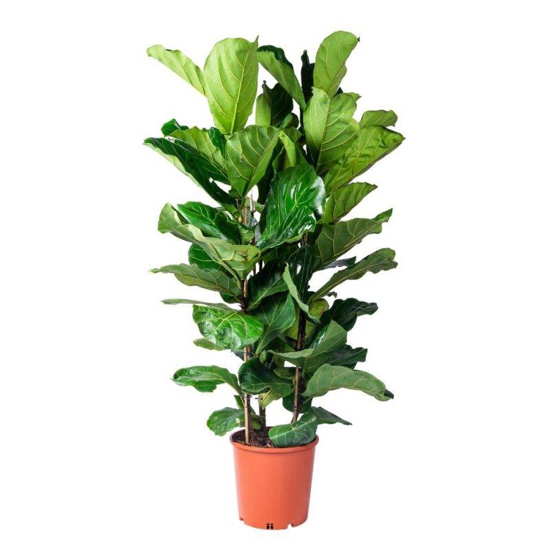 Ficus Elastica Robusta – Gulf Palms