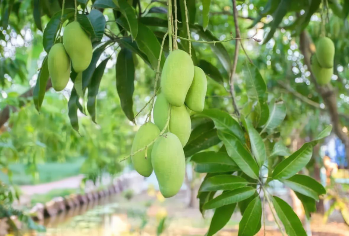 Mango Sukkari – Gulf Palms