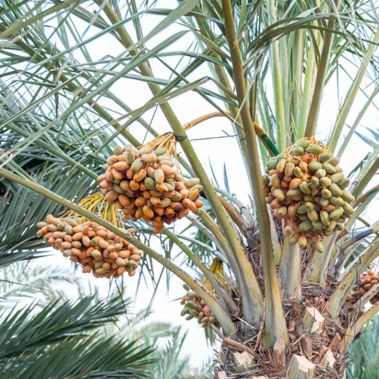 Medjool Field Palm – Gulf Palms