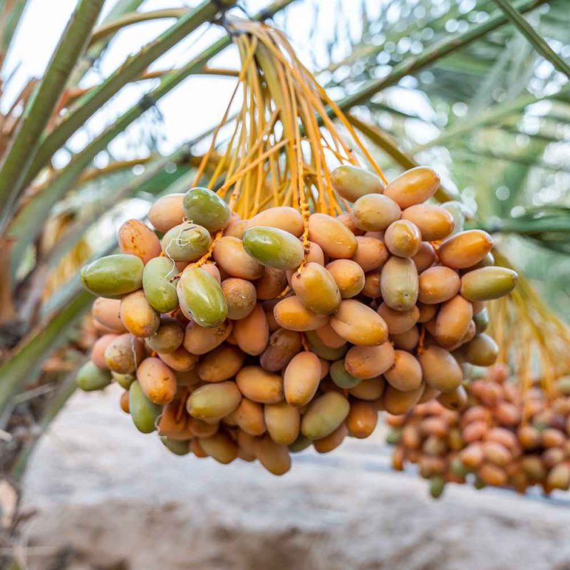 Medjool Field Palm – Gulf Palms