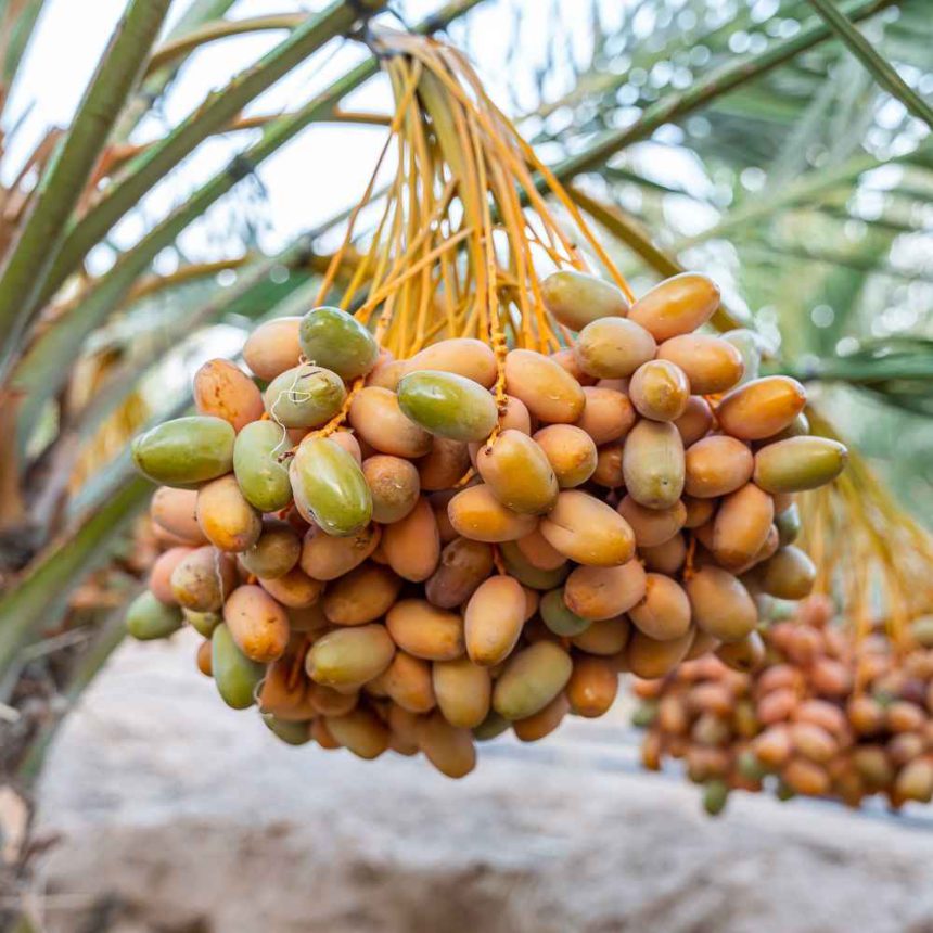 Medjool Field Palm – Gulf Palms