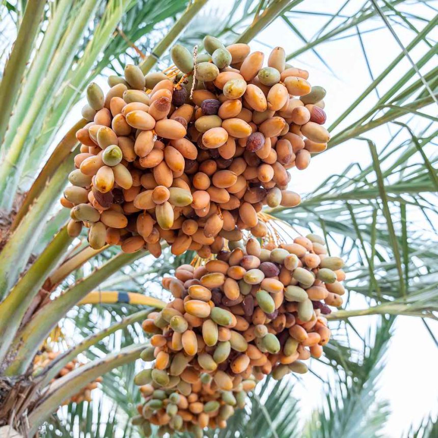 Medjool Field Palm – Gulf Palms