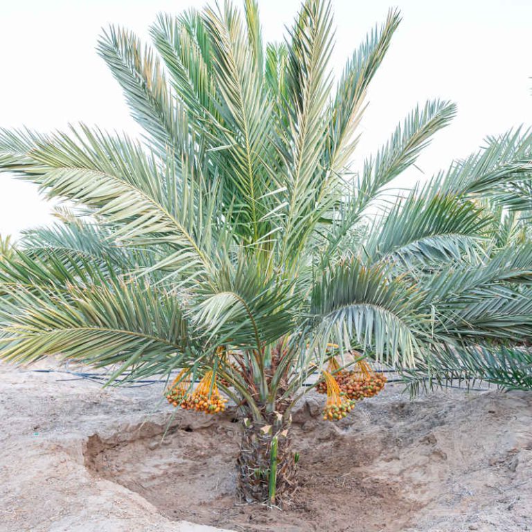 Medjool Field Palm – Gulf Palms