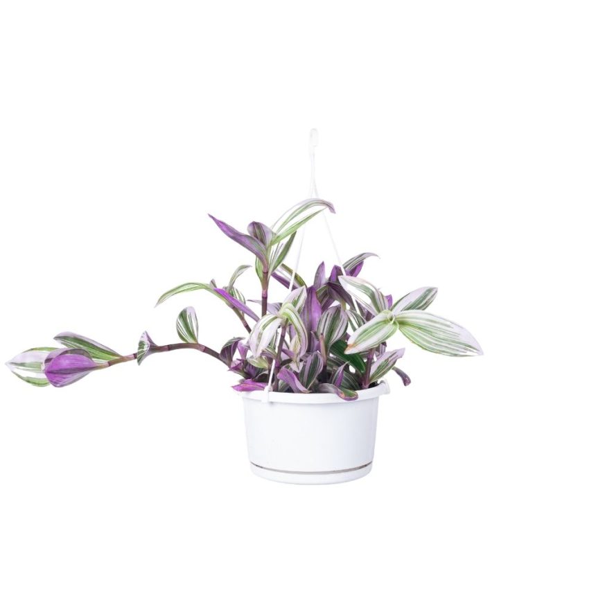 Tradescantia (S-16 cm H-30 cm) – Gulf Palms
