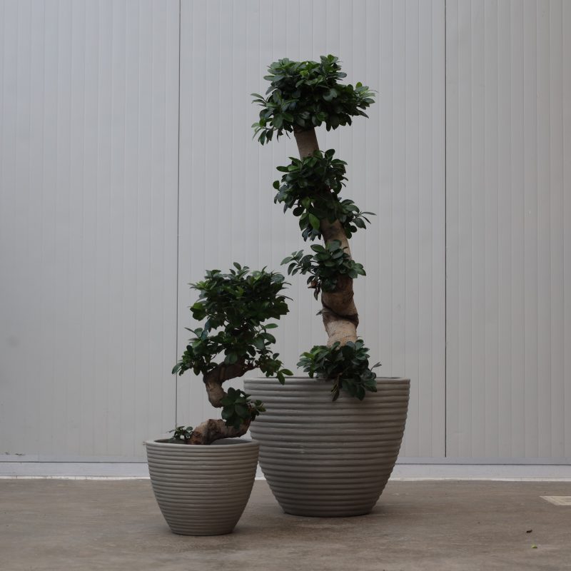 Ficus Microcarpa – Gulf Palms