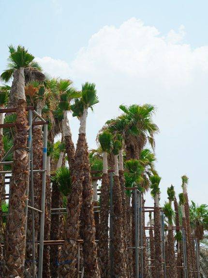 Gulf Palms – The OG of Agriculture