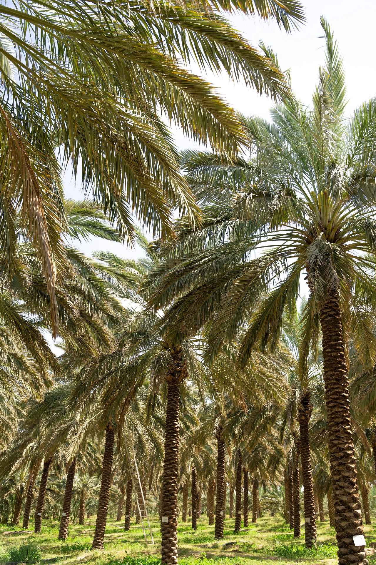 About Us – Gulf Palms