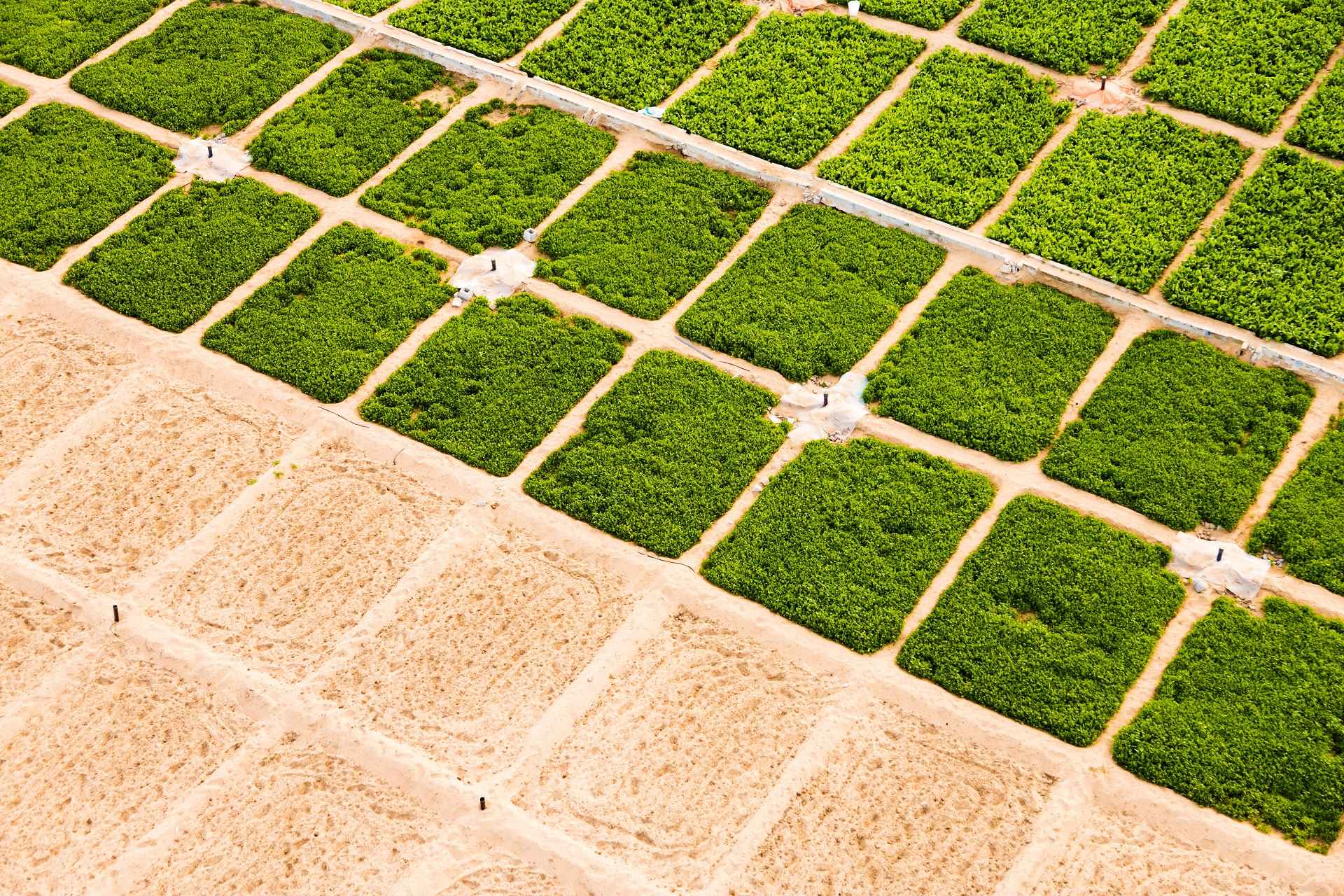 Project Execution – Gulf Palms