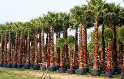 Gulf Palms – The OG of Agriculture