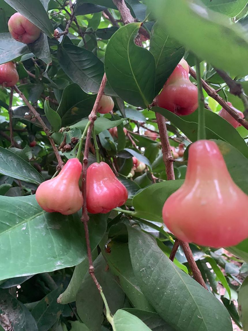Water Apple – Gulf Palms